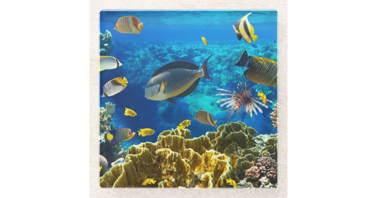 Photo of a tropical Fish on a coral reef Glass Coaster | Zazzle