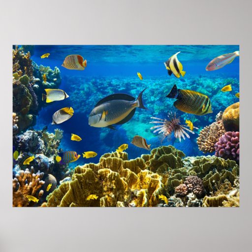 Photo of a tropical Fish on a coral reef Poster | Zazzle