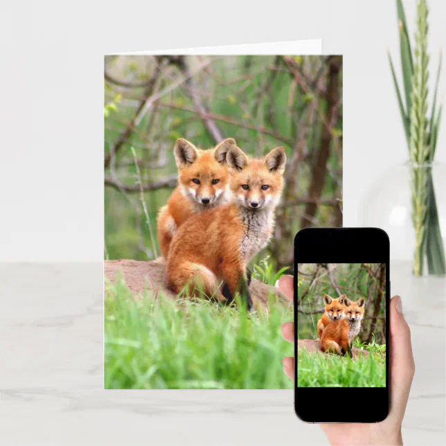 Photo of adorable red fox kits sitting together card | Zazzle