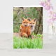 Photo of adorable red fox kits sitting together card | Zazzle