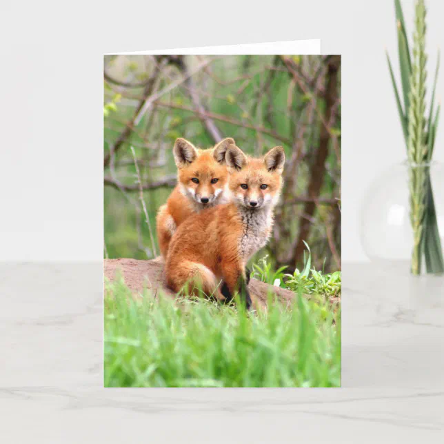 Photo of adorable red fox kits sitting together card | Zazzle