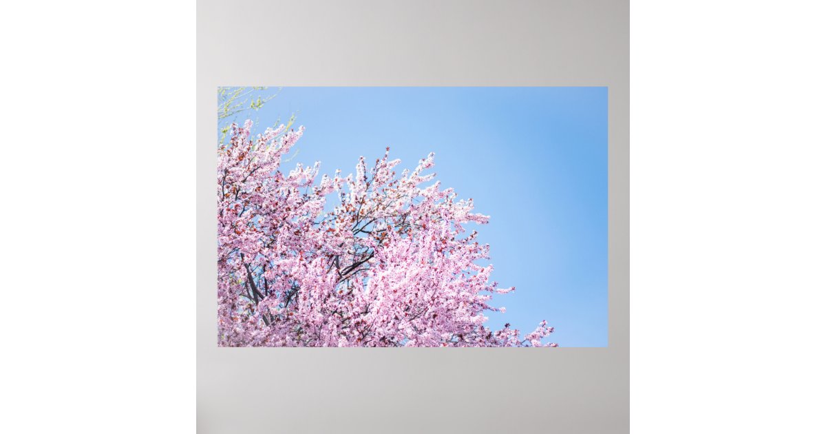 PHOTO OF CHERRY BLOSSOM TREE POSTER | Zazzle