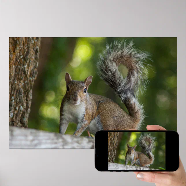 Photo of Gray Squirrel Poster | Zazzle