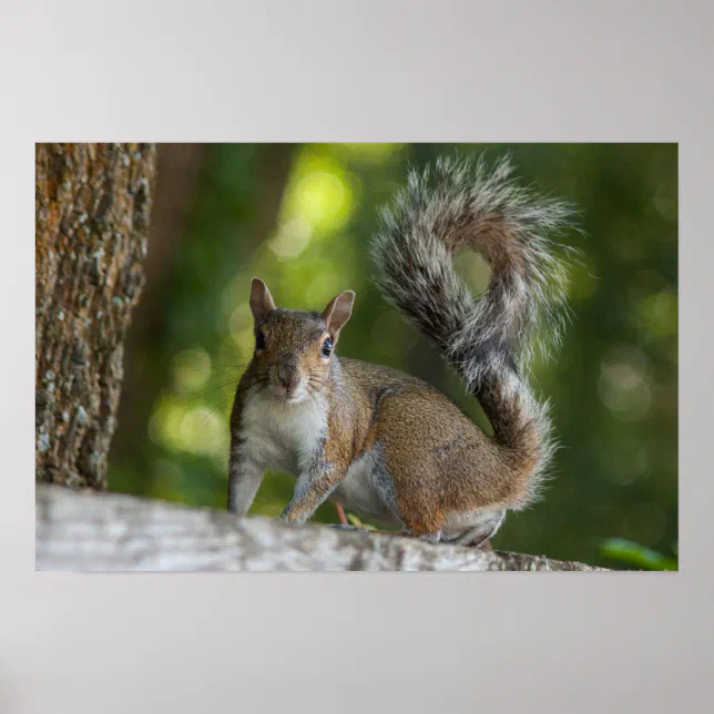 Photo of Gray Squirrel Poster | Zazzle