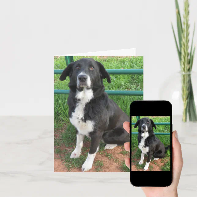 Photo of shelter dog card | Zazzle