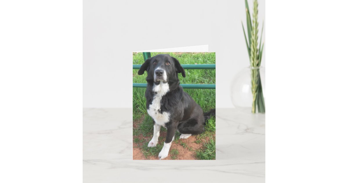 Photo of shelter dog card | Zazzle