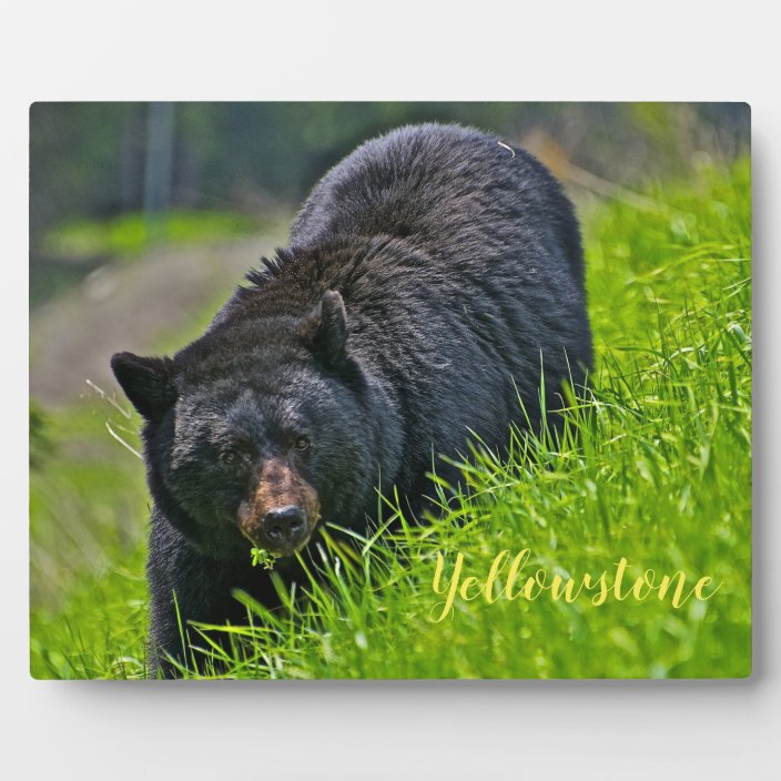 Photo Plaque-Yellowstone Black Bear Plaque | Zazzle.com