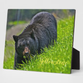 Photo Plaque-Yellowstone Black Bear Plaque | Zazzle