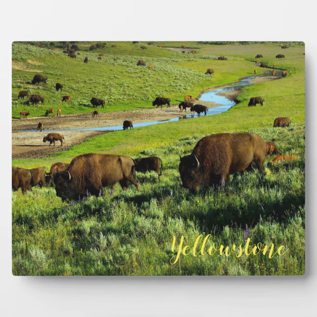 Photo Plaque-Yellowstone Buffalo Plaque | Zazzle