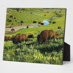Photo Plaque-Yellowstone Buffalo Plaque | Zazzle
