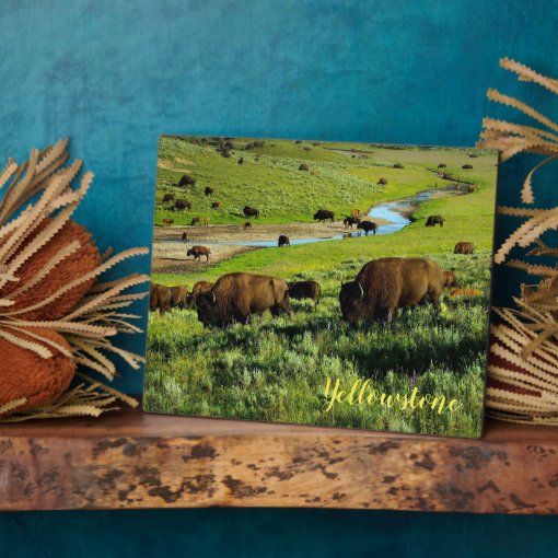 Photo Plaque-Yellowstone Buffalo Plaque | Zazzle