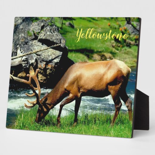 Photo Plaque-Yellowstone Elk Plaque | Zazzle