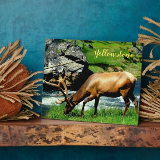 Photo Plaque-Yellowstone Elk Plaque | Zazzle