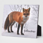 Photo Plaque-Yellowstone Red Fox Plaque | Zazzle