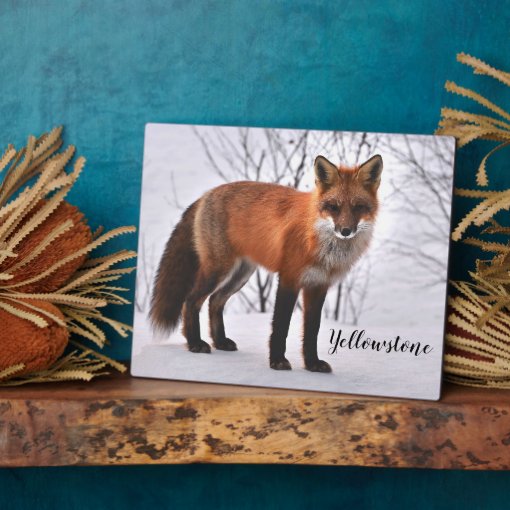 Photo Plaque-Yellowstone Red Fox Plaque | Zazzle