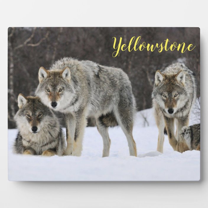 Photo Plaque-Yellowstone Wolves Plaque | Zazzle.com