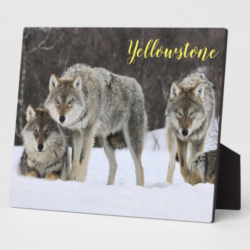 Photo Plaque-Yellowstone Wolves Plaque | Zazzle