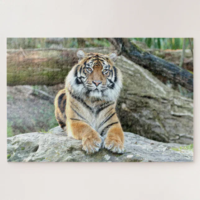 Photo tiger , animals 0313. jigsaw puzzle | Zazzle