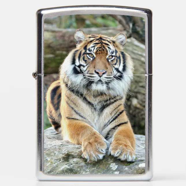 Photo tiger , animals 0368. zippo lighter | Zazzle