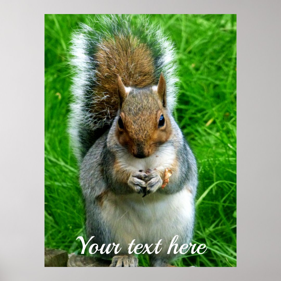 Photograph of a Cute Squirrel in a garden Poster | Zazzle