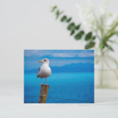 Photograph of seagull bird standing postcard | Zazzle