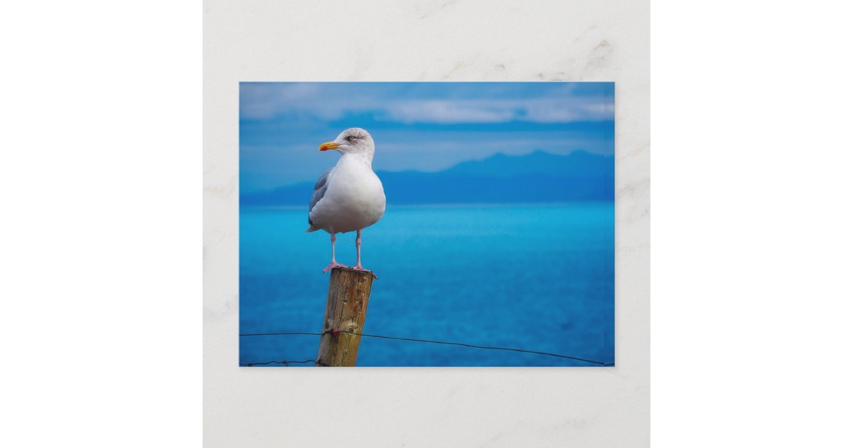 Photograph of seagull bird standing postcard | Zazzle