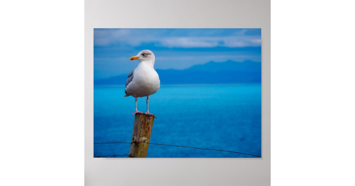 Photograph of seagull bird standing poster | Zazzle