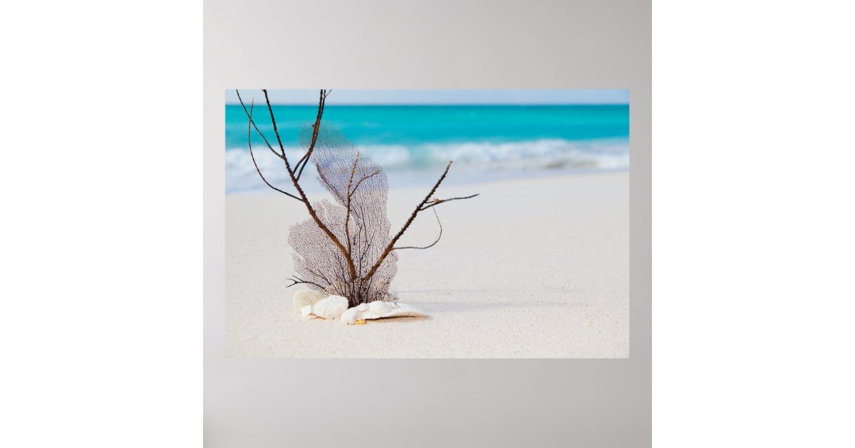Photograph of Seashells on a Sandy Beach Poster | Zazzle