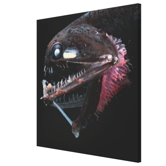 Photostomias Guernei Canvas Print | Zazzle.com