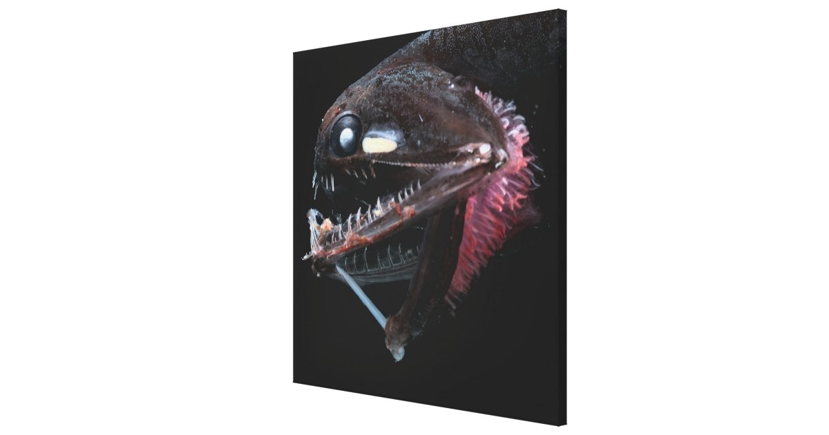 Photostomias Guernei Canvas Print | Zazzle