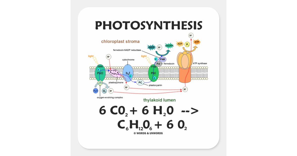 Photosynthesis (Chemical Formula) Square Sticker | Zazzle