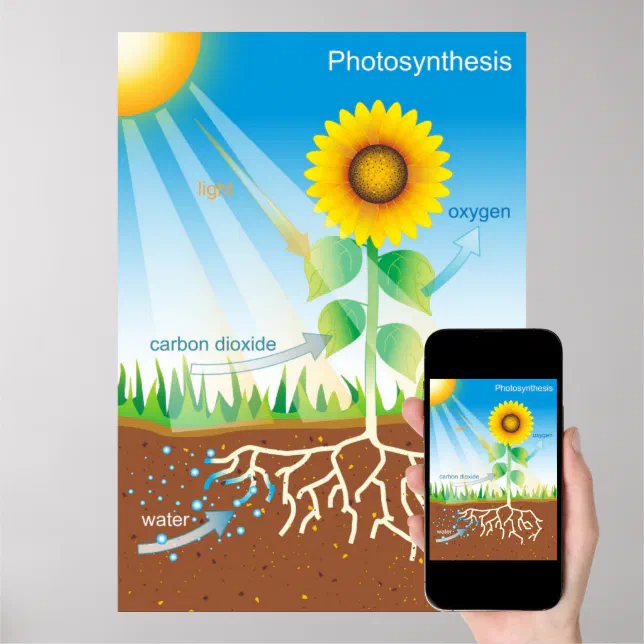Photosynthesis Poster | Zazzle