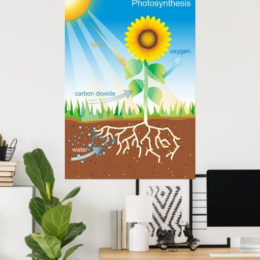 Photosynthesis Poster | Zazzle