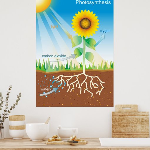 Photosynthesis Poster | Zazzle
