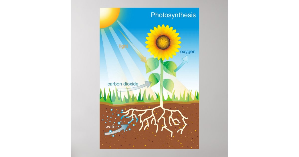 Photosynthesis Poster | Zazzle