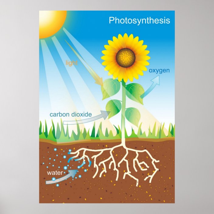 Photosynthesis Poster | Zazzle.com