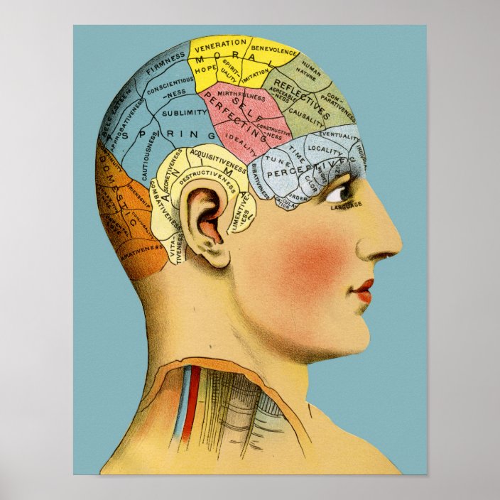 Phrenology Head Poster | Zazzle.com