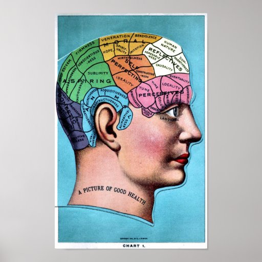 Phrenology Poster | Zazzle