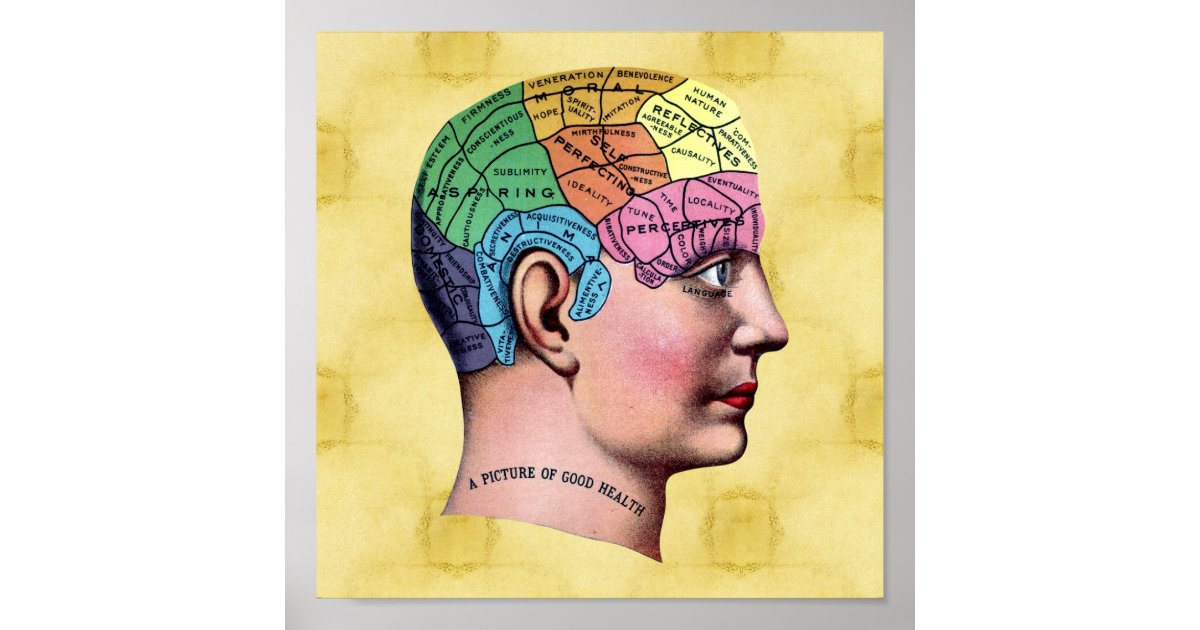 Phrenology Poster | Zazzle