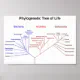 Phylogenetic Tree Poster | Zazzle