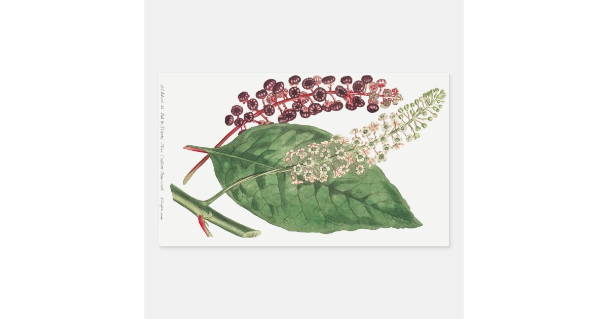 Phytolacca Decandra (American Pokeweed) (1806) Rectangular Sticker | Zazzle