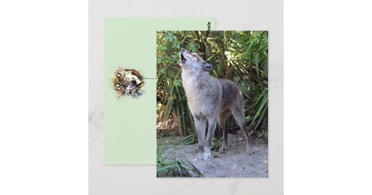 Pic of Howling Wolf Postcard | Zazzle