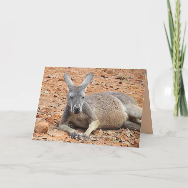 Pic of Kangaroo - Happy Birthday To Roo Card | Zazzle
