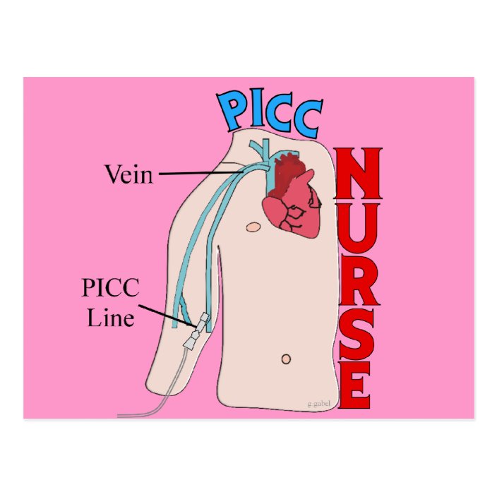 PICC Line Nurse Anatomical Design Gifts Postcard | Zazzle.com