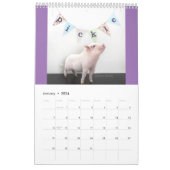 Pickle the Pig Calendar | Zazzle