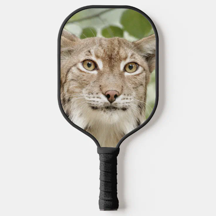 Pickleball Paddles photo lynx cat chat. | Zazzle