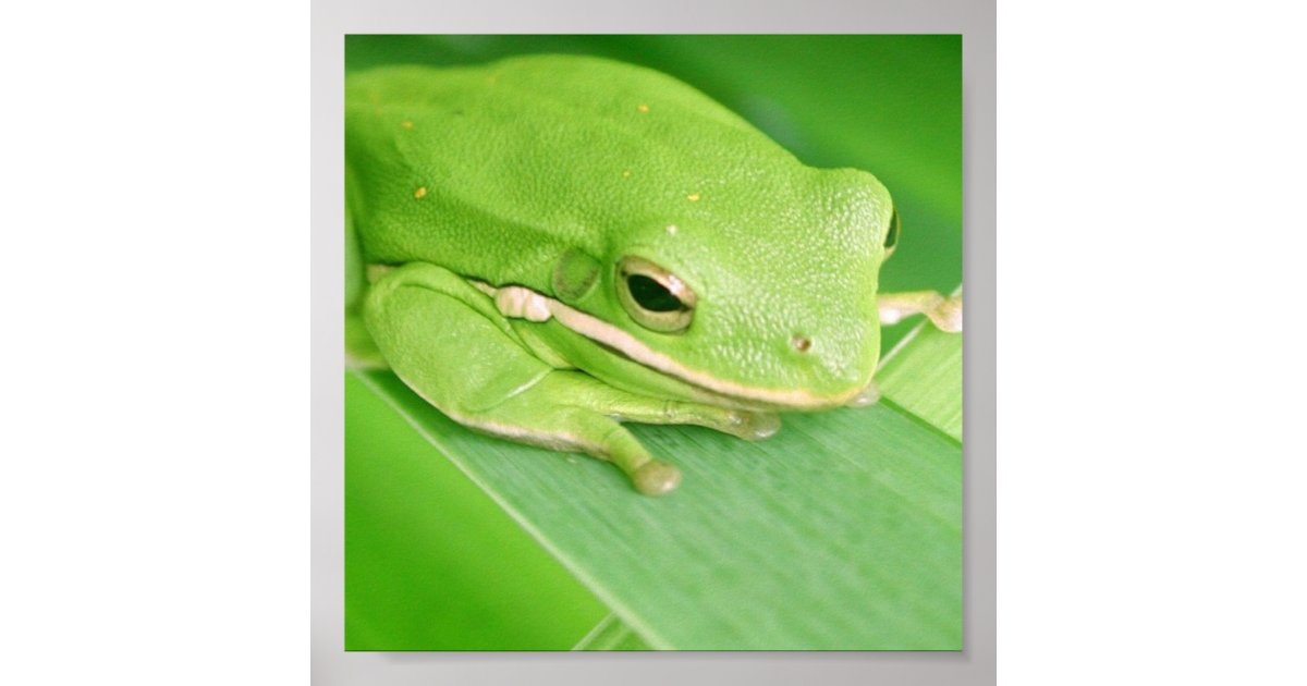 Picture of a Tree Frog Poster | Zazzle