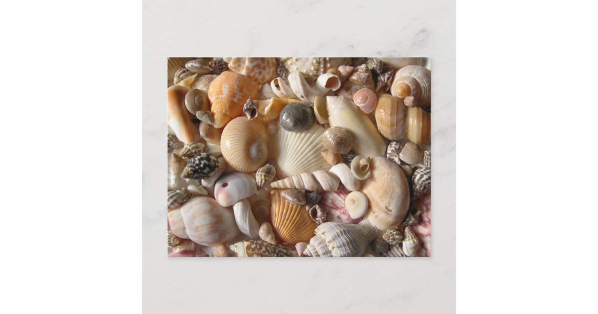 Pictures of Seashells Photography Postcard | Zazzle