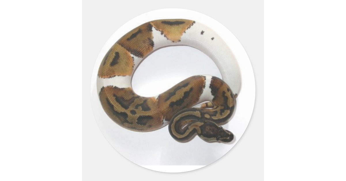 piebald ball python classic round sticker | Zazzle
