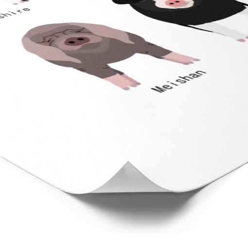 pig breeds poster | Zazzle